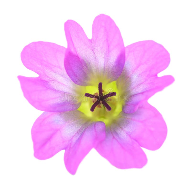 Geranium molle stock image. Image of leaves, bloom, doves - 215769651