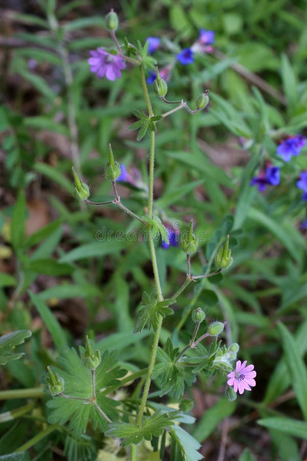 Geranium Molle - Wild Plant Shot in the Spring. Stock Image - Image of ...