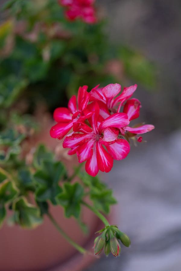 Geranium Pelargonium (Pelargonium) in Bloom Stock Photo - Image of ...
