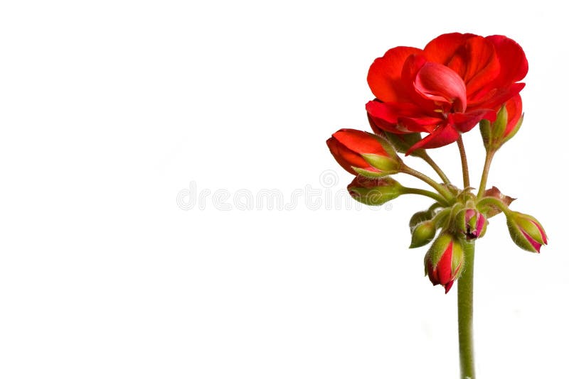 Geranium (Pelargonium) Flower Stock Image - Image of spring, summer ...