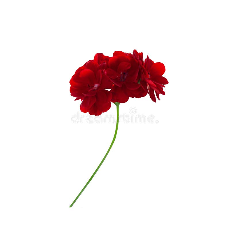 Geranium Pelargonium Flowers Isolated on White Background. Stock Image ...