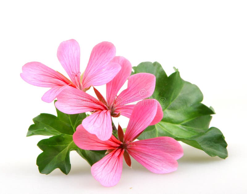 Geranium Pelargonium Flowers Stock Photo - Image of growth, flora: 93209714