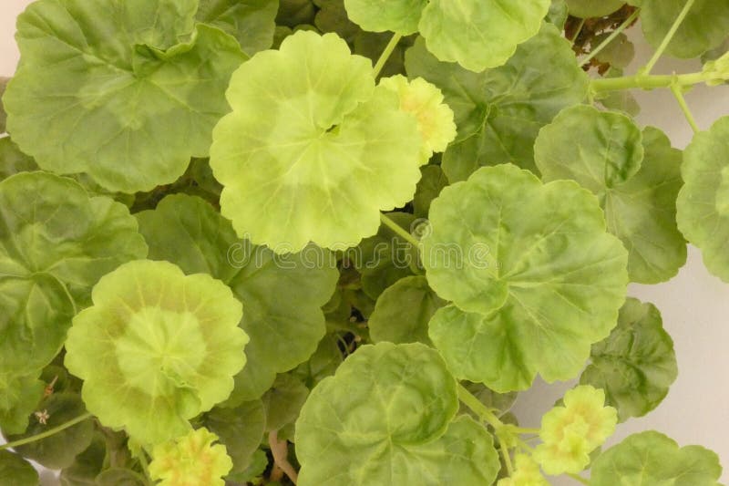 Geranium Persian Queen stock image. Image of persian - 360159877