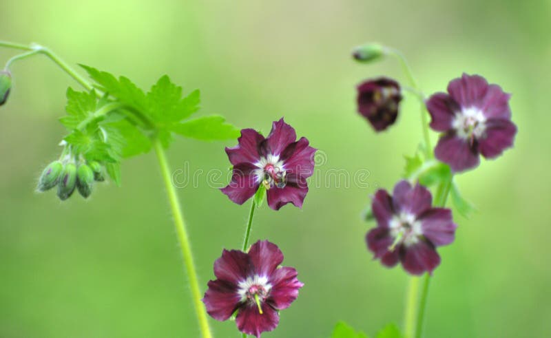 Geranium Phaeum Blooms in Nature in Spring Forest Stock Image - Image ...