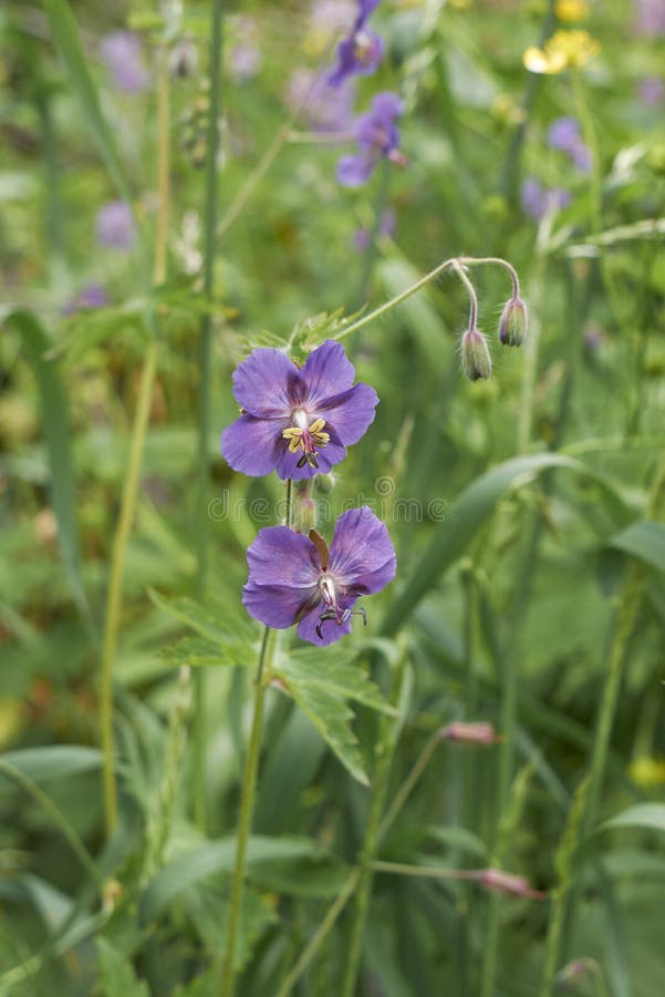 Purple Inflorescence Close Up of Geranium Phaeum Stock Photo - Image of ...