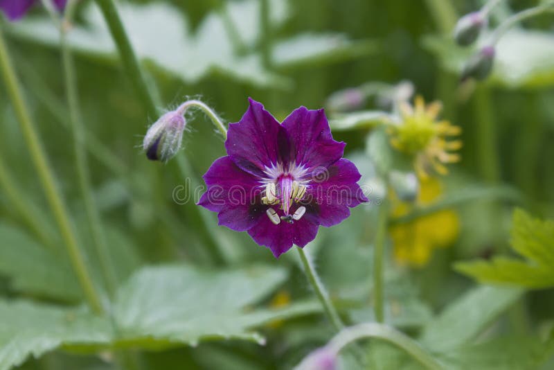 Geranium Phaeum Growing in a Forest Stock Photo - Image of purple ...