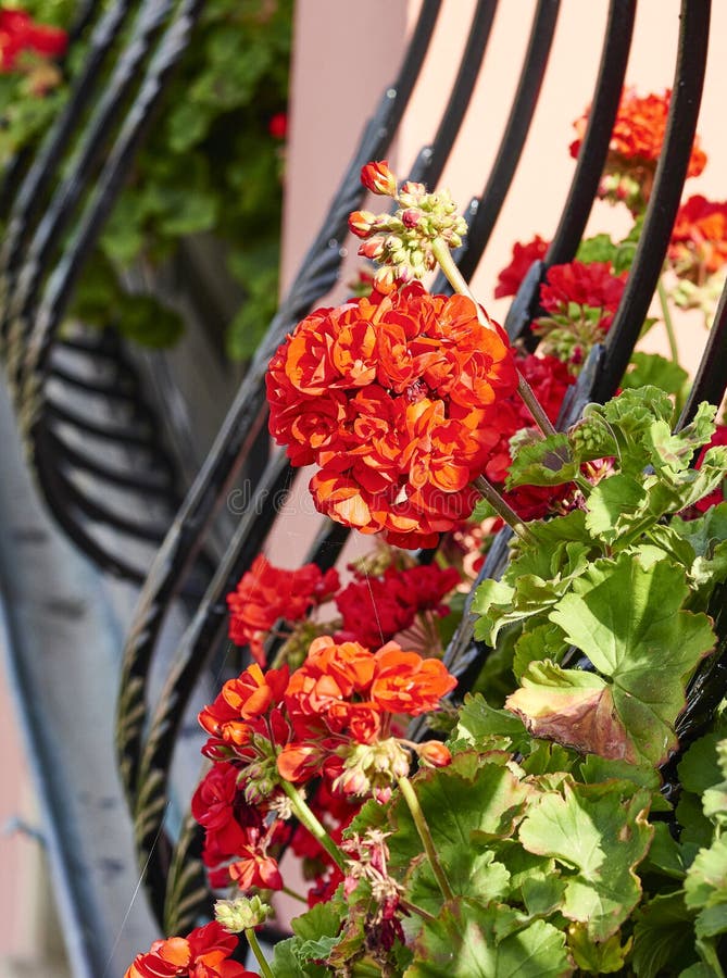 Geranium stock photo. Image of geraniaceae, potted, summer - 53546326