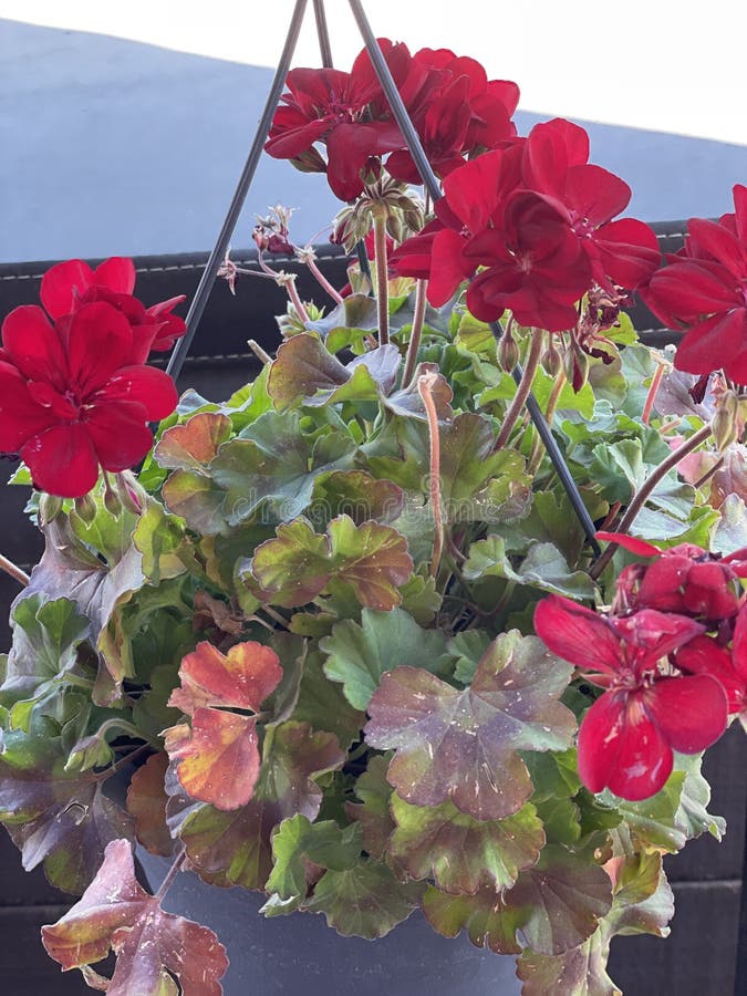 Geranium red 3170 stock image. Image of arid, blossoming - 215554155