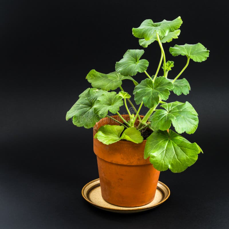 Geranium Plant in Clay Pot on Black Background Stock Image - Image of ...