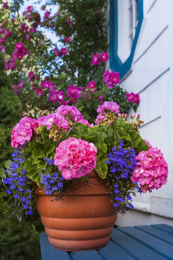 Geranium Planter stock image. Image of flower, front - 39234329