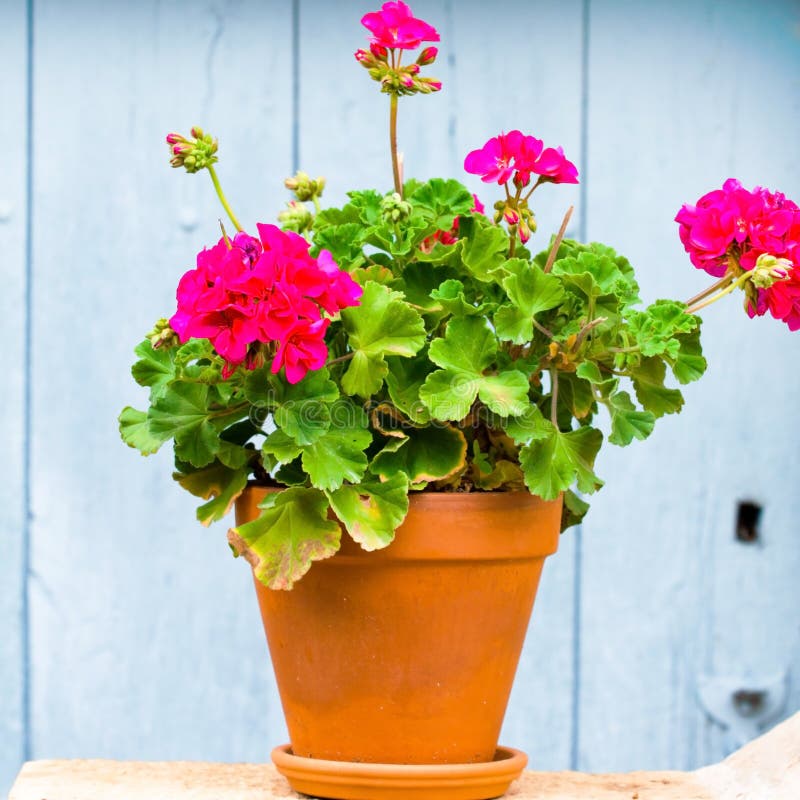 Geranium in the pot stock image. Image of grow, bloom - 28497583