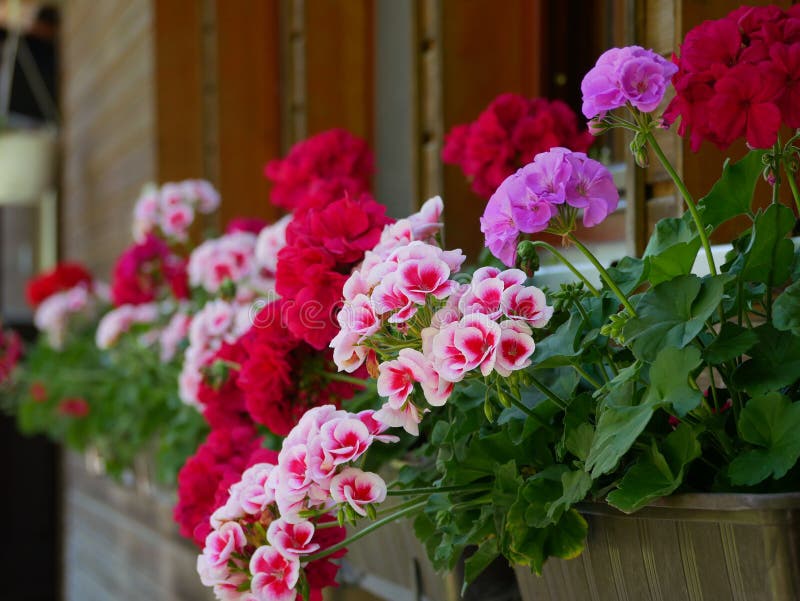 Geranium in Pot on the External Wall of a Wooden House Stock Photo ...