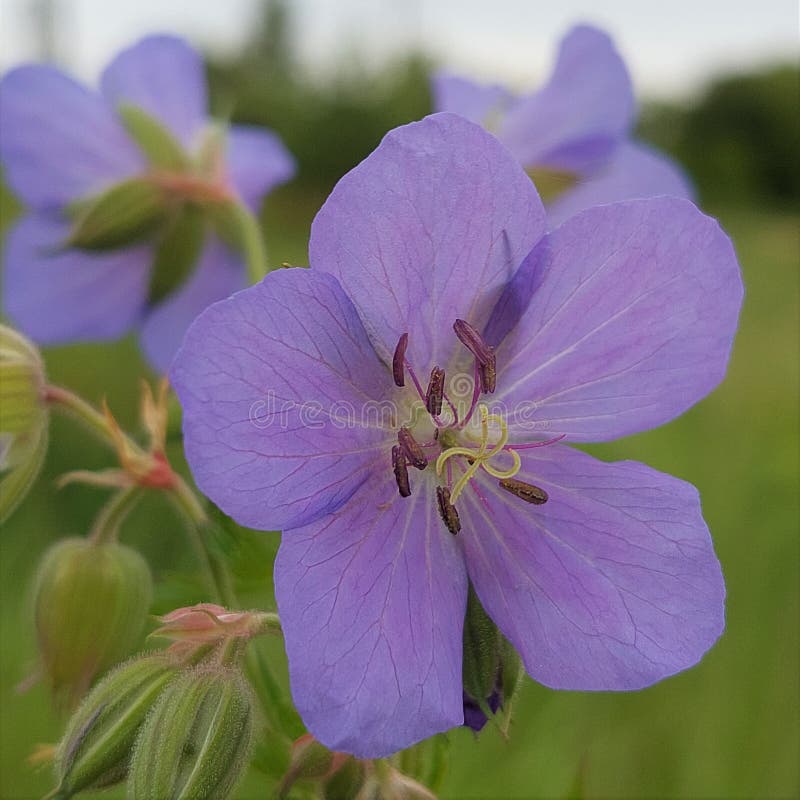 Geranium pratense stock image. Image of crowfoot, flower - 252967861