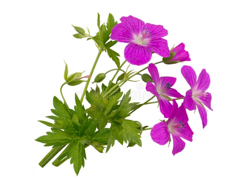 Geranium Pratense Isolated on White Stock Photo - Image of garden ...