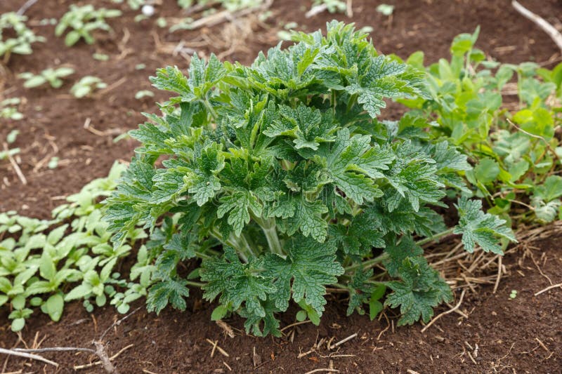 Geranium Pratense or Meadow Geranium. Stock Image - Image of field ...