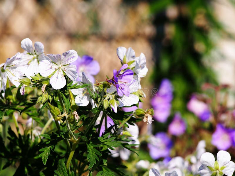 Geranium Pratense `Splish-Splash` Stock Photo - Image of double ...