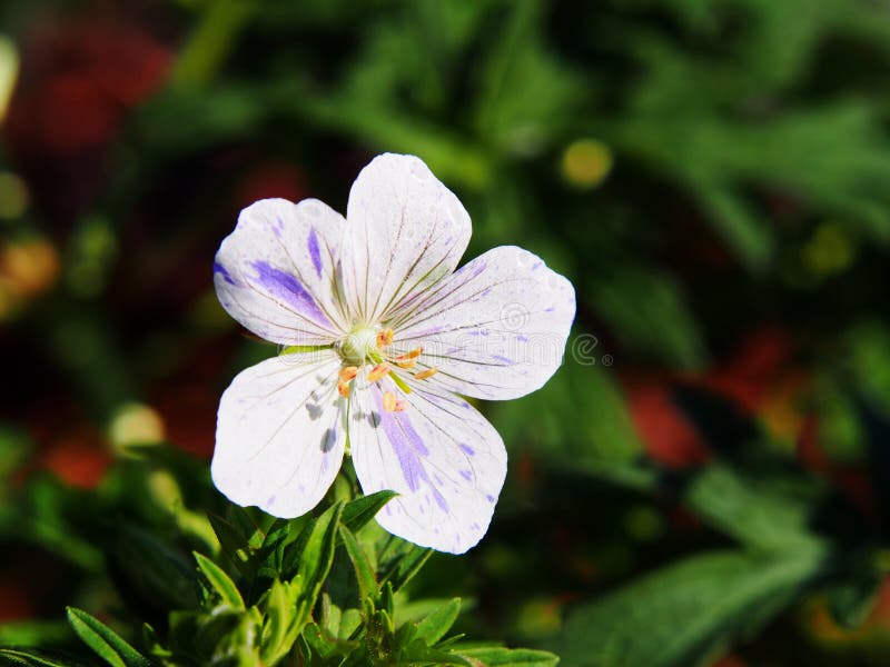 Geranium Pratense `Splish-Splash` Stock Image - Image of beautiful ...