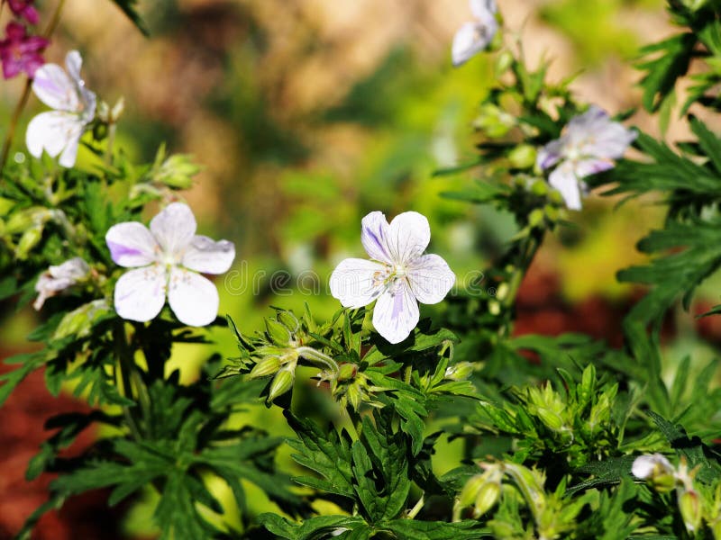 Geranium Pratense `Splish-Splash` Stock Image - Image of plant, close ...