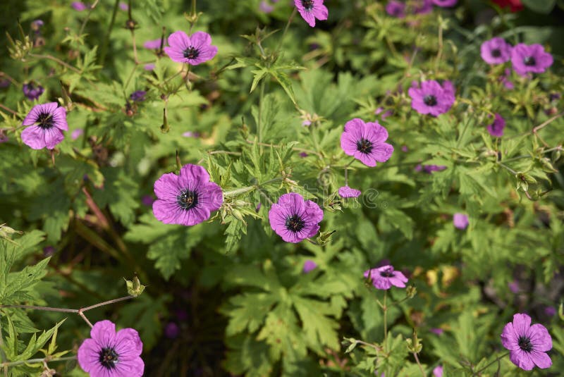 Wild Geranium Palustre Known As Marsh Cranesbill in Chichester, West ...