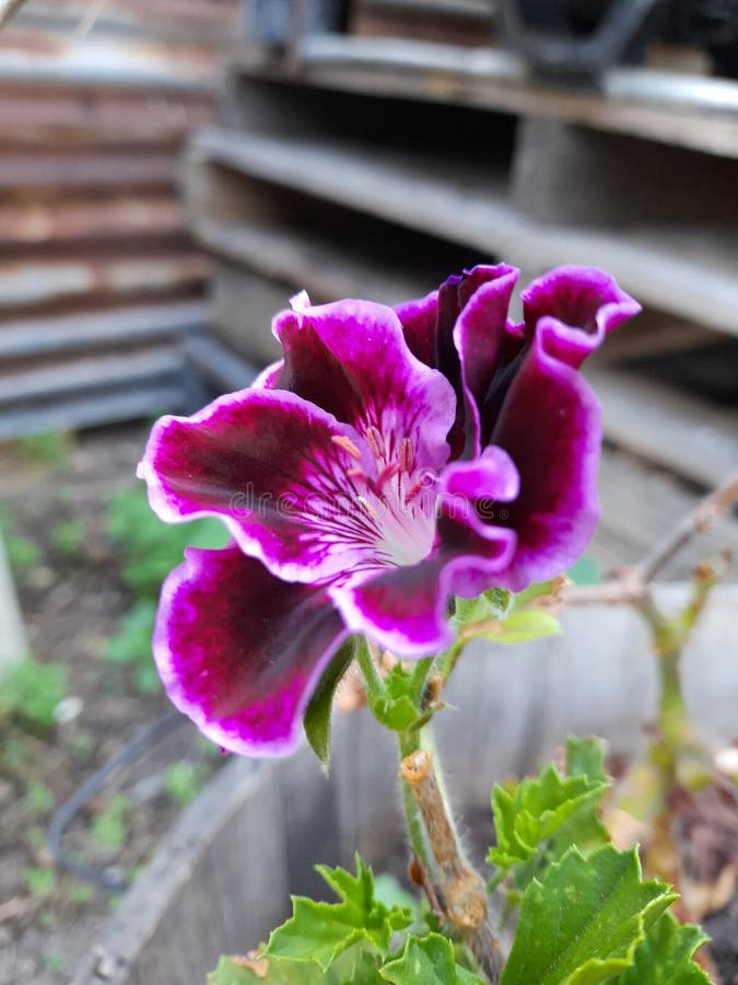 Geranium purple stock image. Image of plant, flower - 242714659