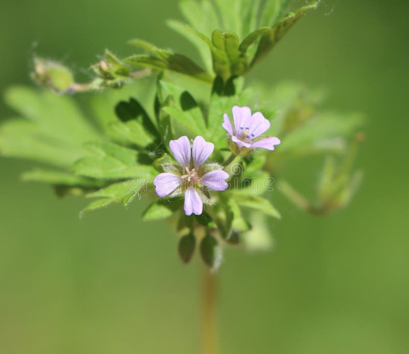 Geranium Pusillum (small Geranium) Stock Image - Image of botany ...