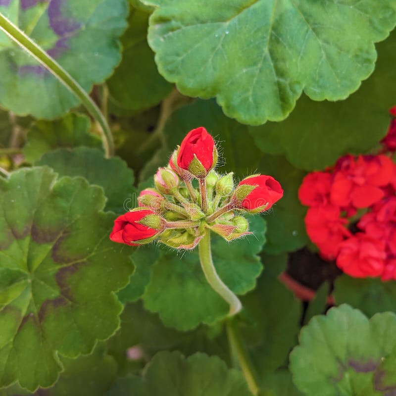 Geranium red flower stock image. Image of cloud, color - 251478645