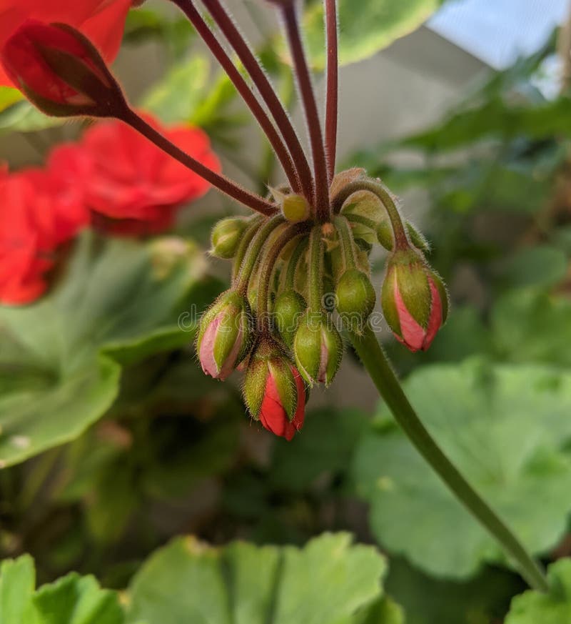 Geranium red flower stock image. Image of colored, facebook - 251478729