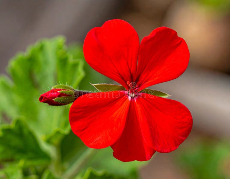 Geranium Red Flower Scient. Class. Geraniales AI Generated Stock ...