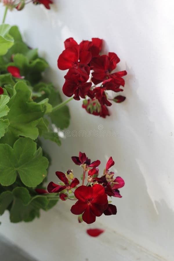 Geranium red 3345 stock image. Image of colors, environment - 160225907