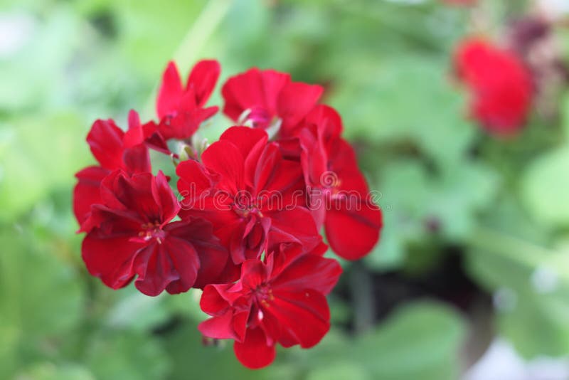 Geranium red 3335 stock image. Image of bunch, blossoms - 160225985