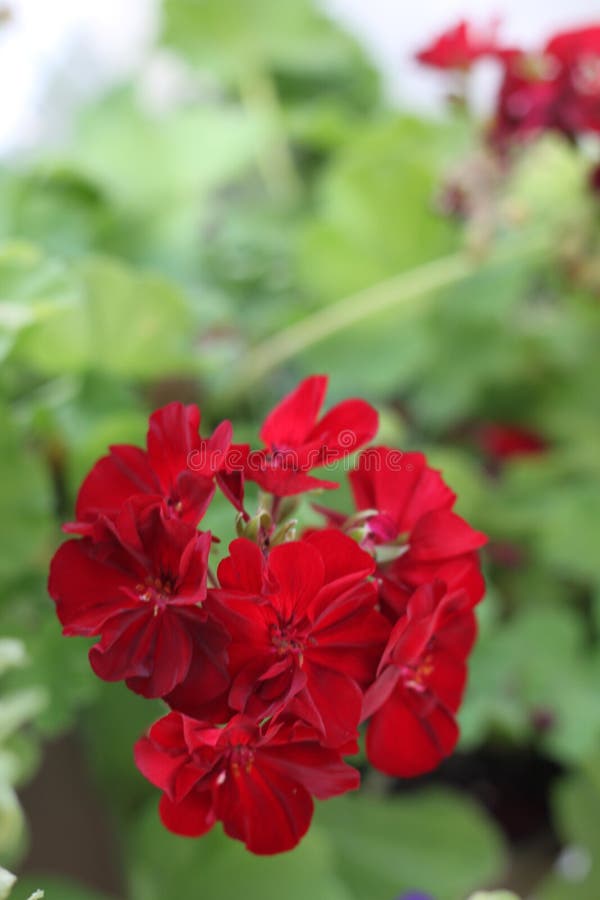 Geranium red 3331 stock image. Image of colorful, domestic - 160305989