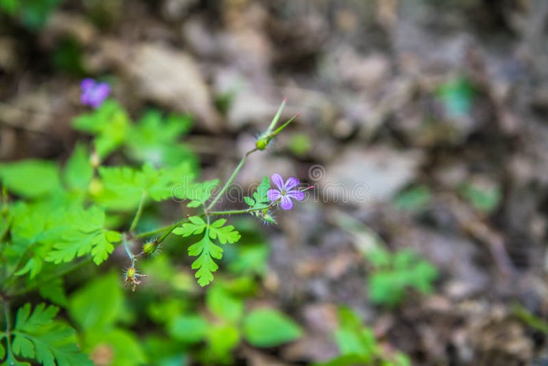 The Geranium robertianum stock image. Image of blooming - 150217037
