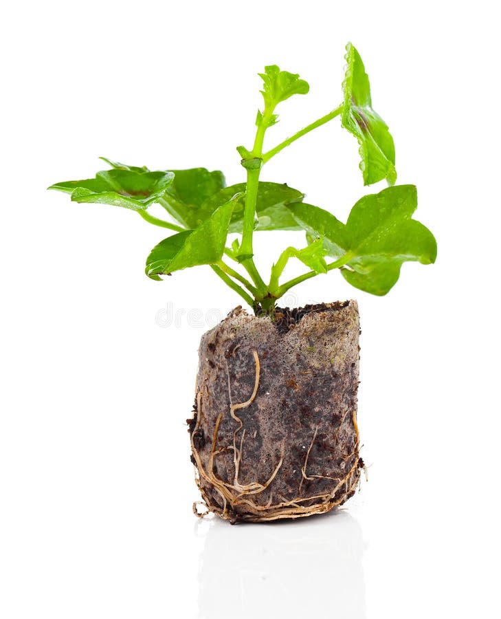Geranium Root System Stock Photos - Free & Royalty-Free Stock Photos ...