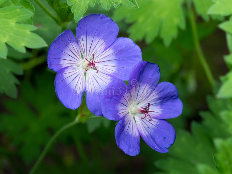 Geranium Rozanne flowers stock image. Image of european - 273678113