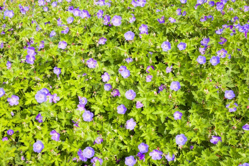 Geranium Rozanne flowers. stock photo. Image of petal - 98667646