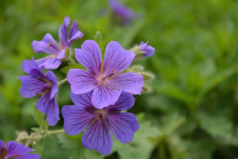 Geranium Rozanne Gerwat stock photo. Image of popular - 47235280