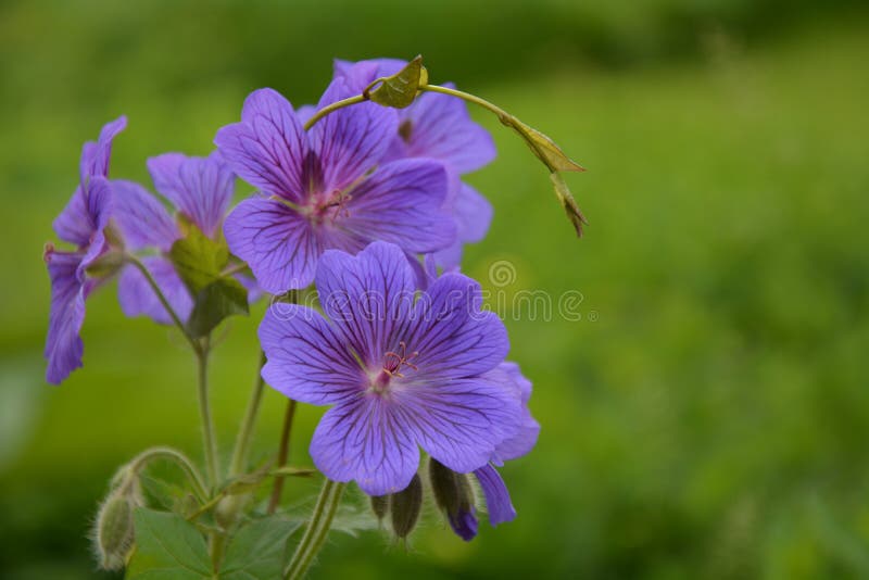 Geranium Rozanne or Jolly Bee Stock Photo - Image of belgium, green ...