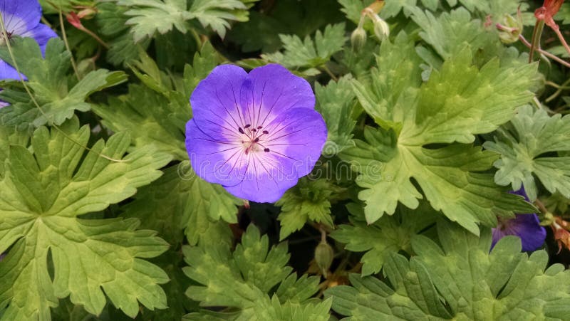 Geranium Rozanne Gerwat stock photo. Image of popular - 47235280