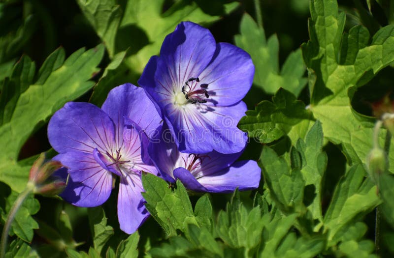 Geranium Rozanne Purple Flowers in Bloom. Stock Image - Image of bush ...