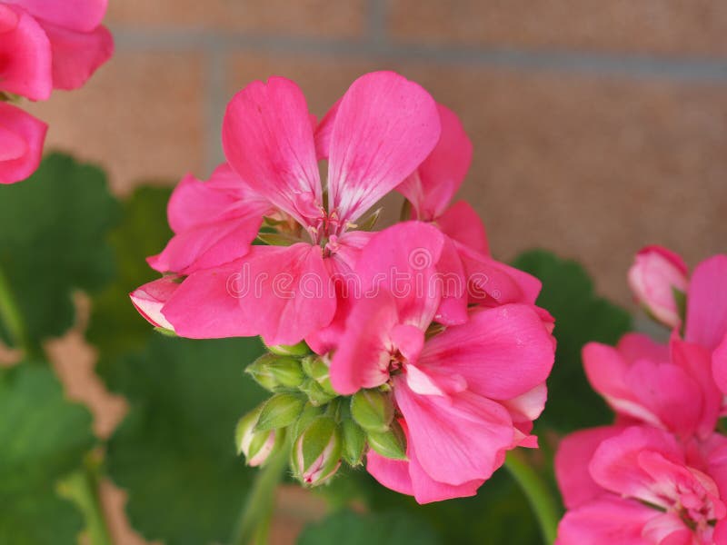 Geranium Scient. Class. Geraniales Pink Flower Stock Image - Image of ...