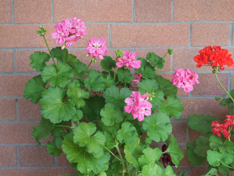 Geranium Scient. Class. Geraniales Pink Flower Stock Image - Image of ...