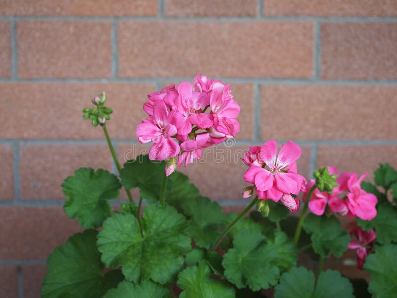 Geranium Scient. Class. Geraniales Pink Flower Stock Image - Image of ...