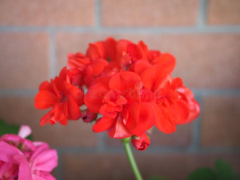 Geranium Scient. Class. Geraniales Red Flower Stock Image - Image of ...