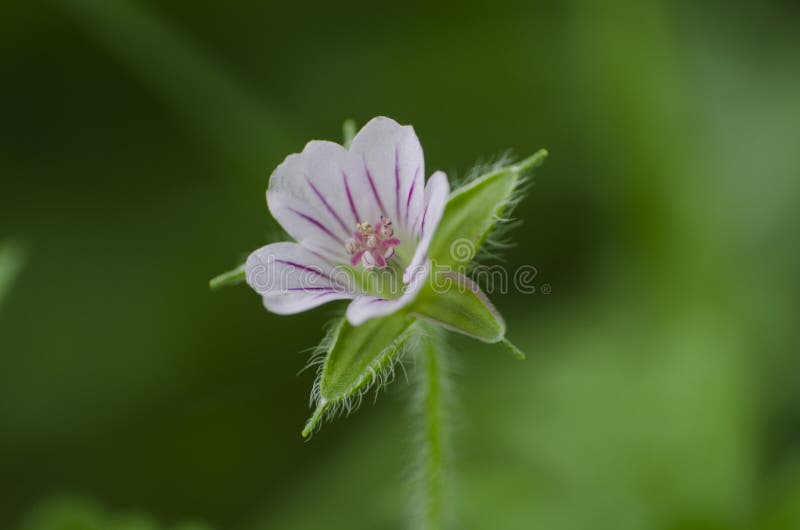 Geranium Sibiricum, Tiny White Wild Flower in the Garden, Macro, Close ...