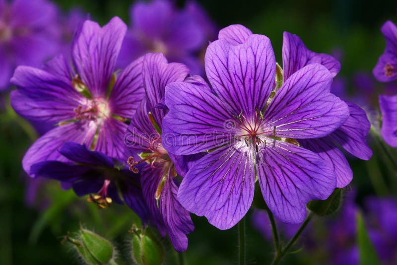 Geranium - spring flower stock image. Image of green - 31693769