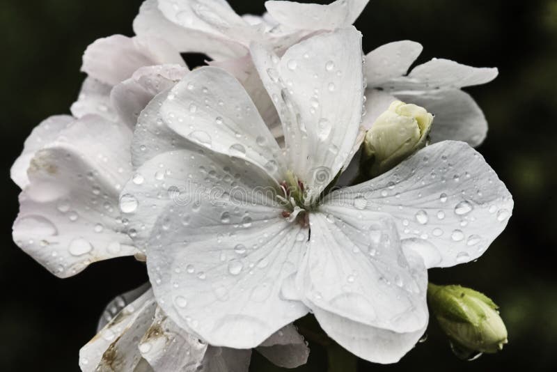 Geranium - spring flower stock image. Image of nature - 98722069