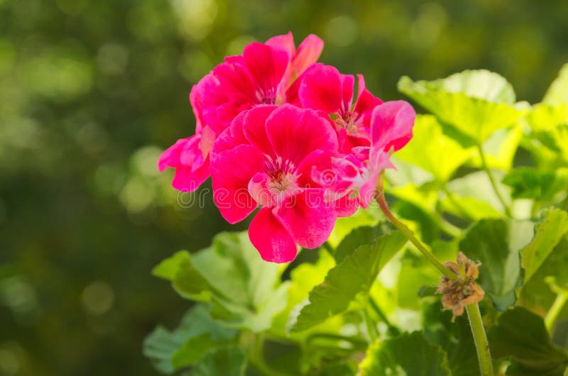 Geranium in the spring stock image. Image of green, balcony - 155347643