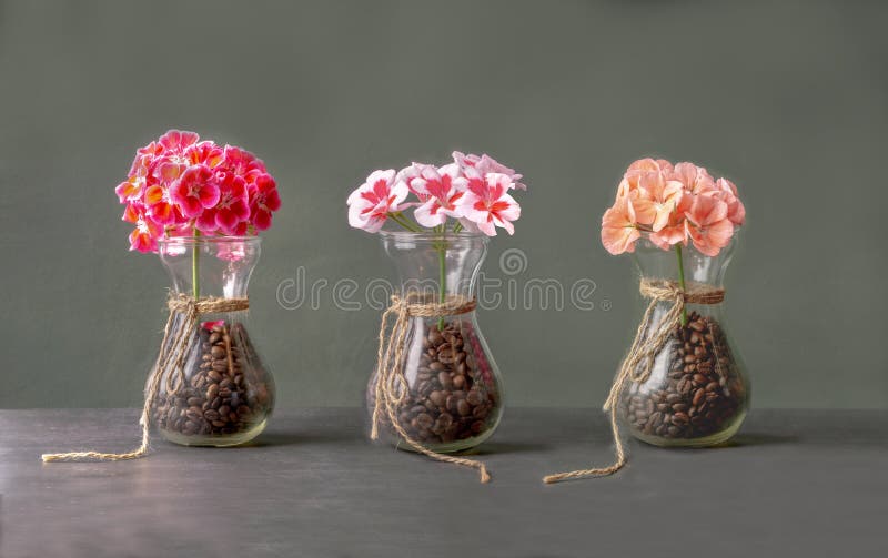 Geranium Standing in a Vase with Coffee on the Table. Still Life Stock ...