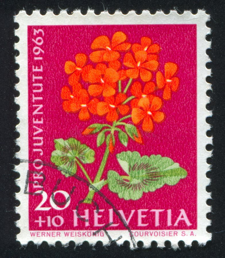 Geranium editorial photo. Image of floristics, fragrance - 238857281