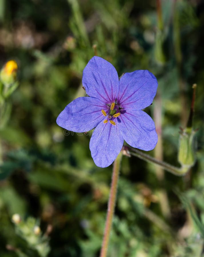 Geranium Sylvaticum Mayflower Flower Stock Photo - Image of head ...